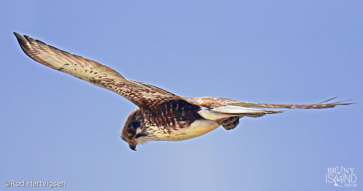 Bruny Island Tasmania Birdlife - Brown Falcon