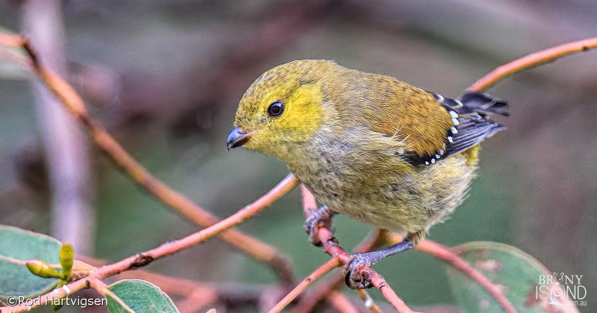 Bruny Island Tasmania Birdlife - Forty-spotted Pardalote