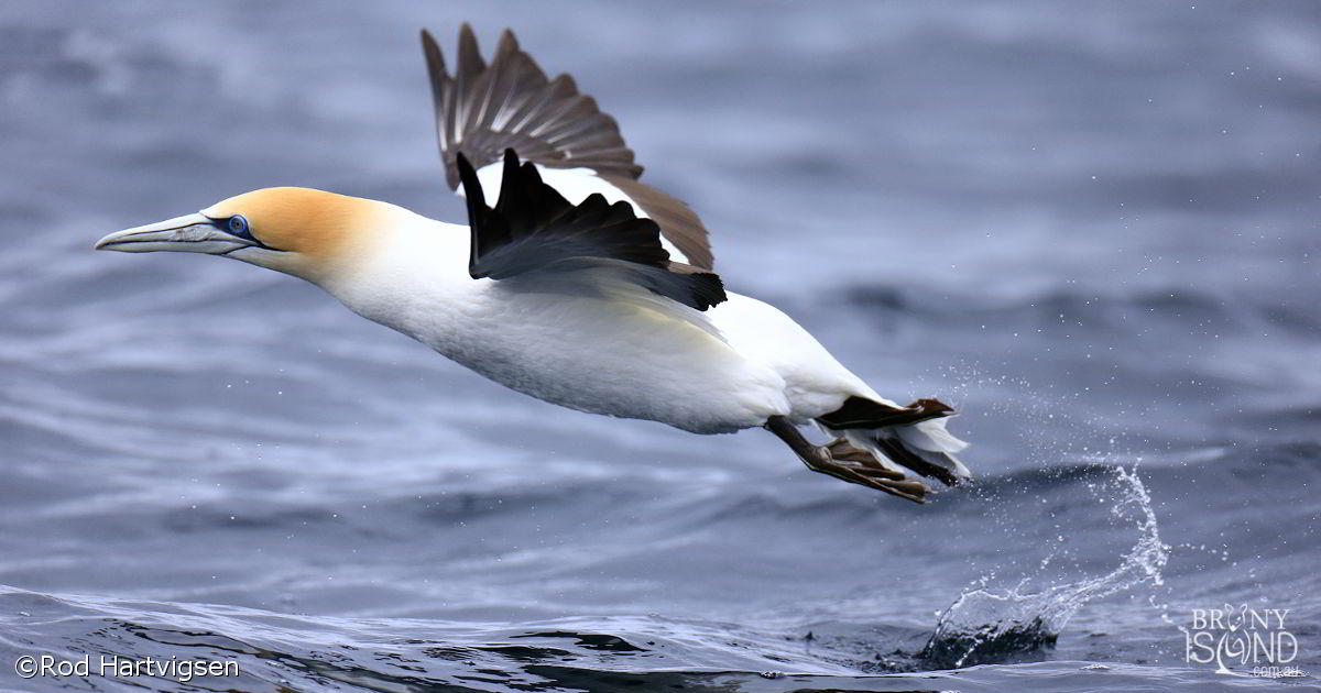 Bruny Island Tasmania Birdlife - Gannet
