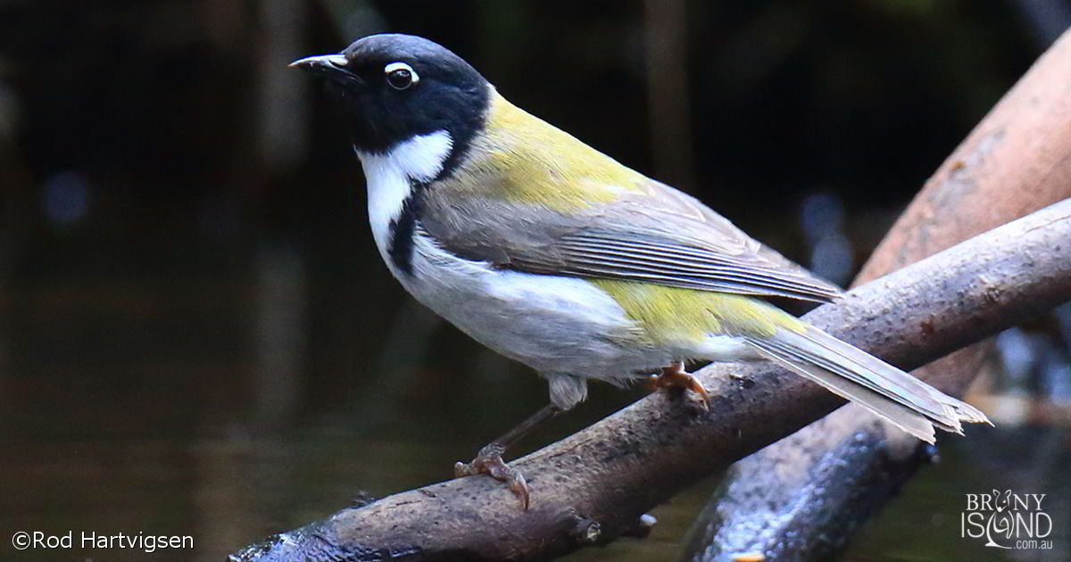 Bruny Island Tasmania Birdlife - Black-headed Honeyeater