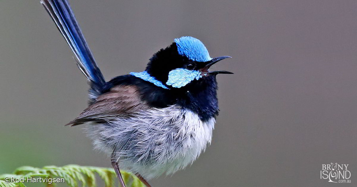 Bruny Island Tasmania Birdlife - Superb Fairy-wren