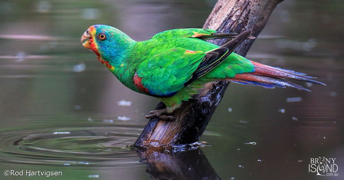 Bruny Island Tasmania Birdlife - Swift Parrot
