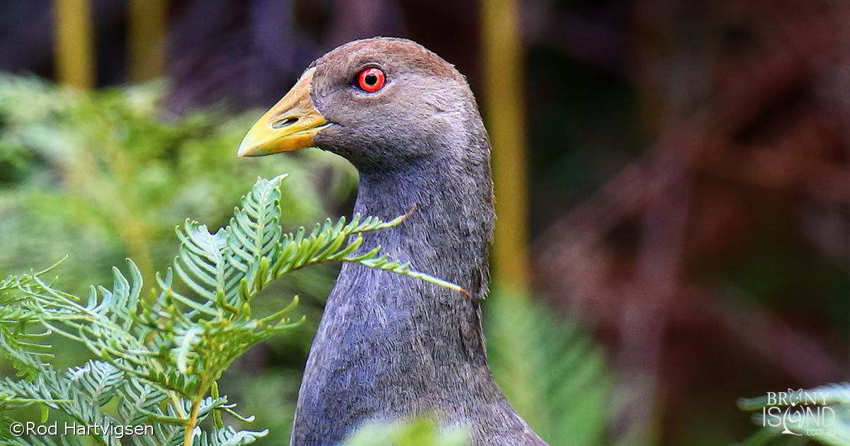 Bruny Island Tasmania Birdlife - Tasmanian Native-hen