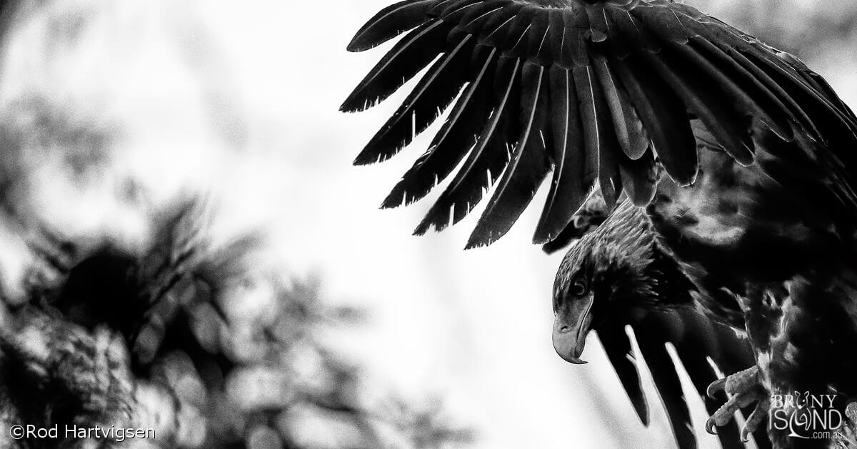 Bruny Island Tasmania Birdlife - Wedge-tailed Eagle